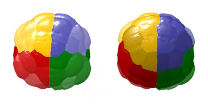 Visualization of Single-Cell E [IMAGE] | EurekAlert! Science News Releases