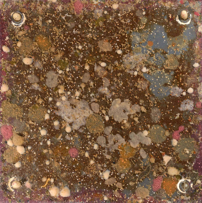 Settling plate with cryptobiot [IMAGE] | EurekAlert! Science News Releases