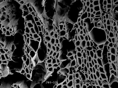 SEM of the White Rot Fungus