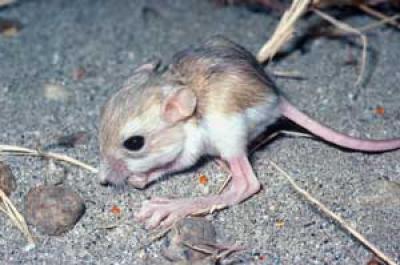 Desert Kangaroo Rat [IMAGE] | EurekAlert! Science News Releases