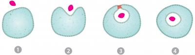 Illustration of Endocytosis [IMAGE] | EurekAlert! Science News Releases