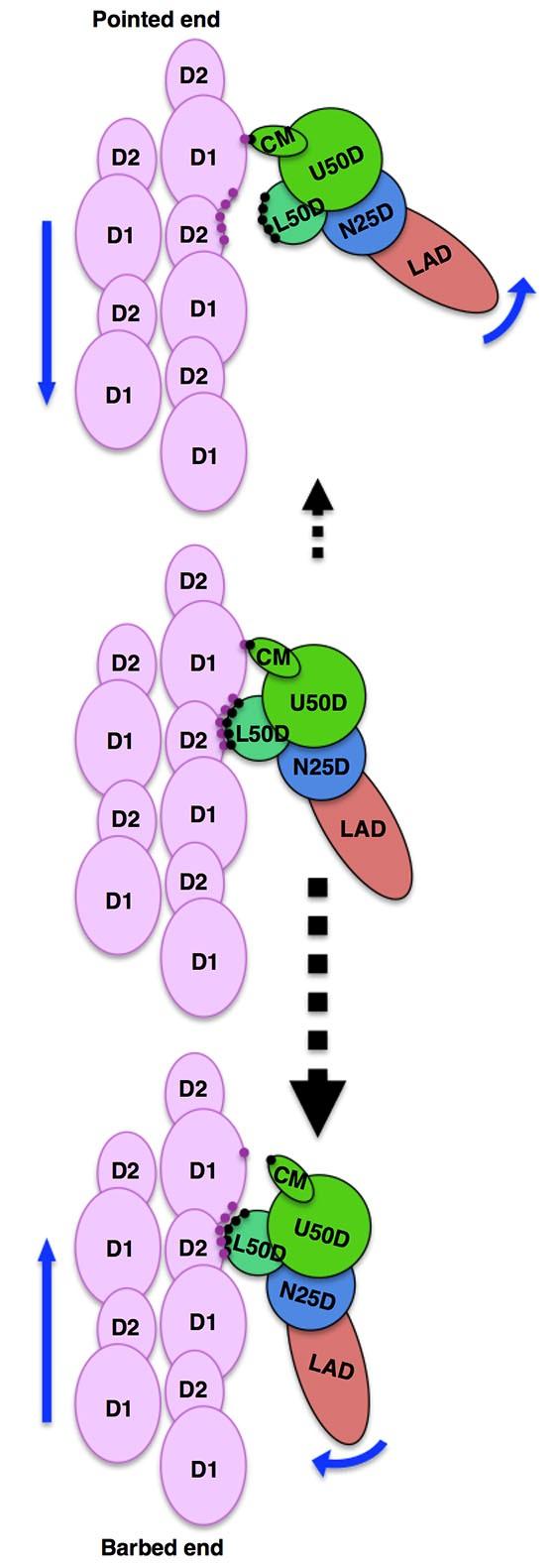 Asymmetry [IMAGE] | EurekAlert! Science News Releases