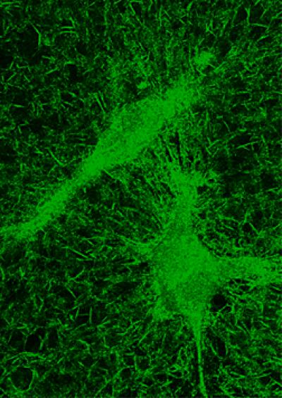 3-D Cell [IMAGE] | EurekAlert! Science News Releases