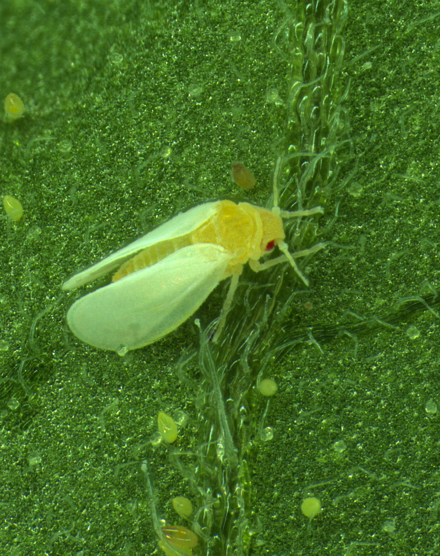 whitefly feeding on leaf [IMAGE] | EurekAlert! Science News Releases