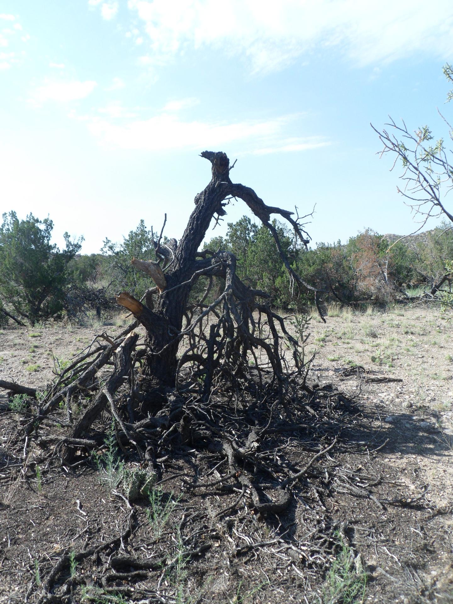 Deadpinyon [IMAGE] | EurekAlert! Science News Releases