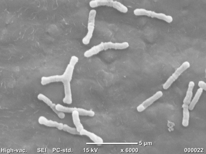 Beneficial Bacterium [IMAGE] | EurekAlert! Science News Releases