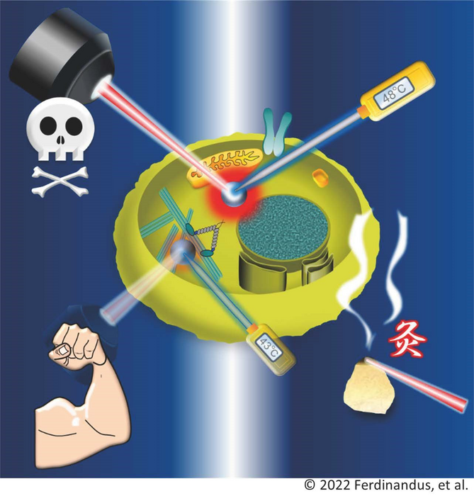Heat and manipulate, one cell at a time | EurekAlert!