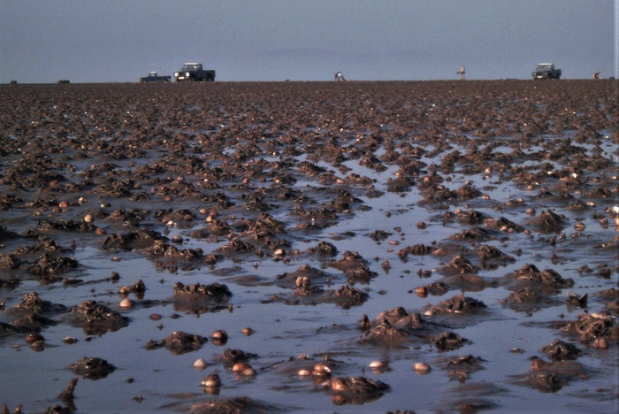 Cleaner water linked with smaller cockles tha | EurekAlert!