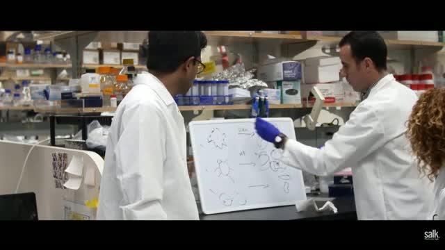 Turning back time: Salk scientists reverse si | EurekAlert!