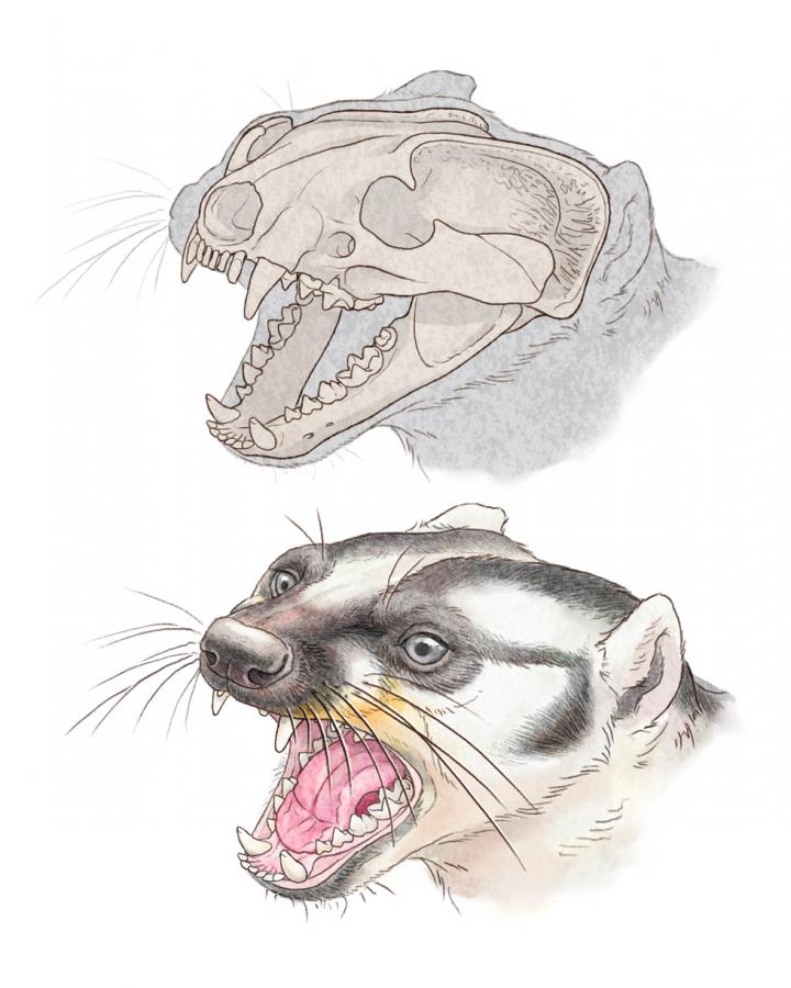 Leptarctus Reconstruction 1 [IMAGE] | EurekAlert! Science News Releases
