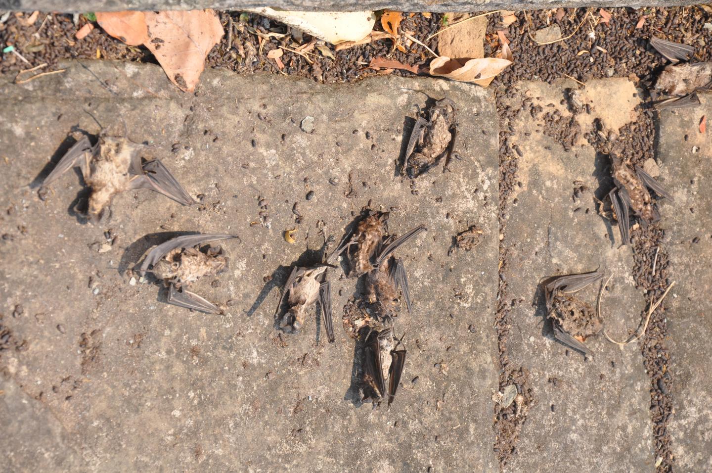 Extreme heat -- and maybe a virus -- wiped ou | EurekAlert!