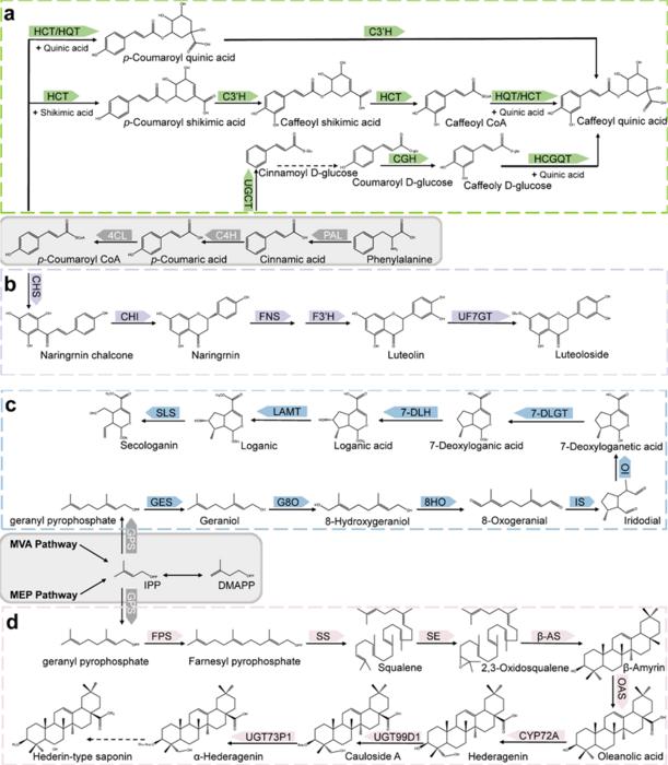 Research progress on the biosynthesis, metabo | EurekAlert!