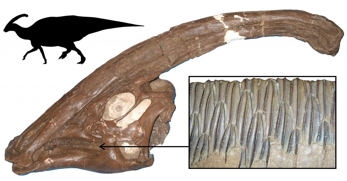 Parasaurolophus from th [IMAGE] | EurekAlert! Science News Releases