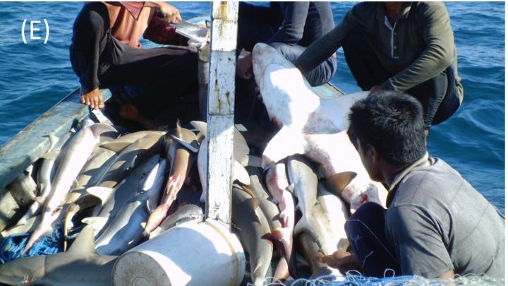 Shark Capture [IMAGE] | EurekAlert! Science News Releases