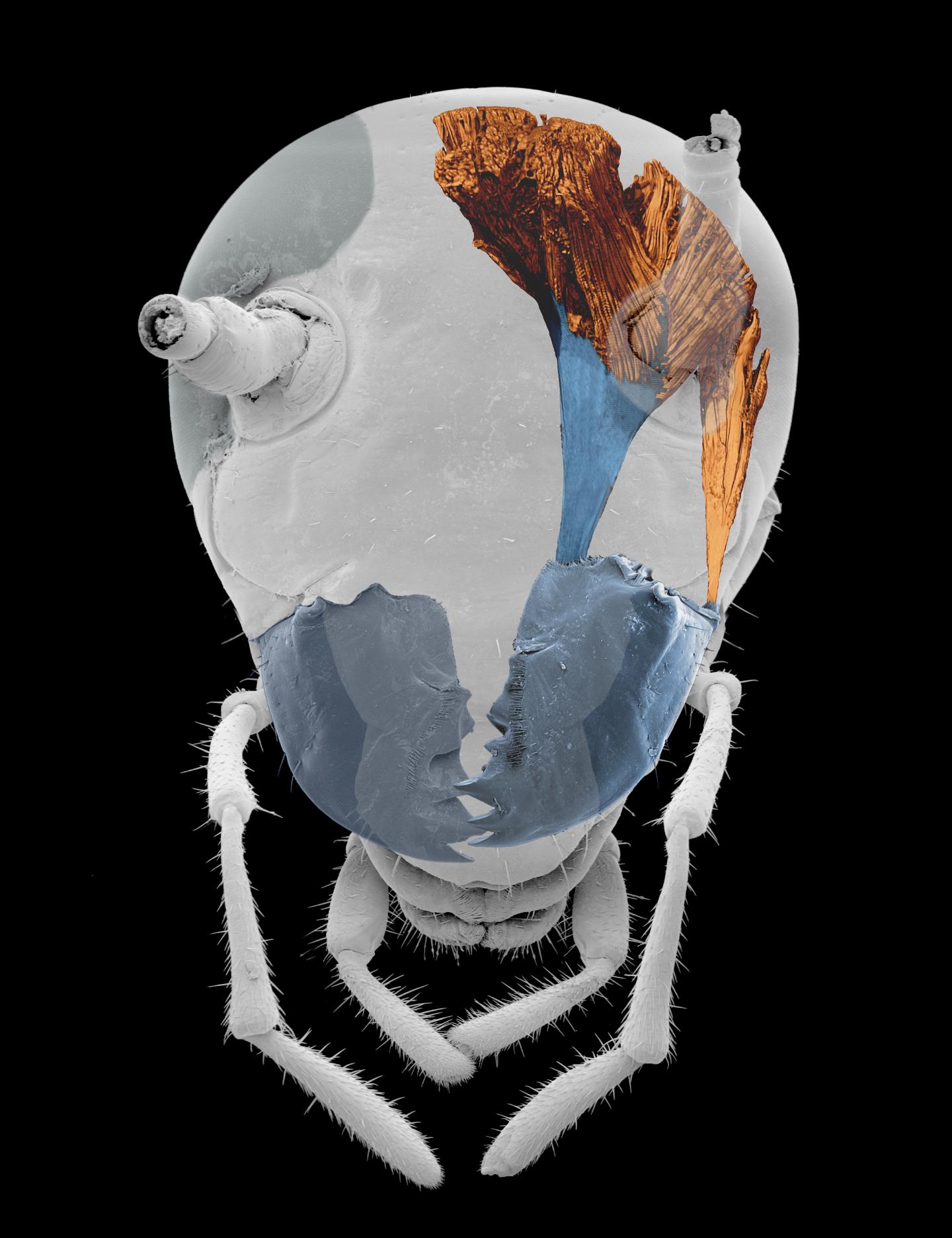 Power up: Cockroaches employ a 'force boost' | EurekAlert!