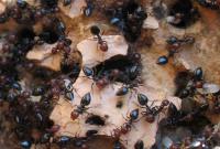 Chemical profile of ants adapts rapidly | EurekAlert!