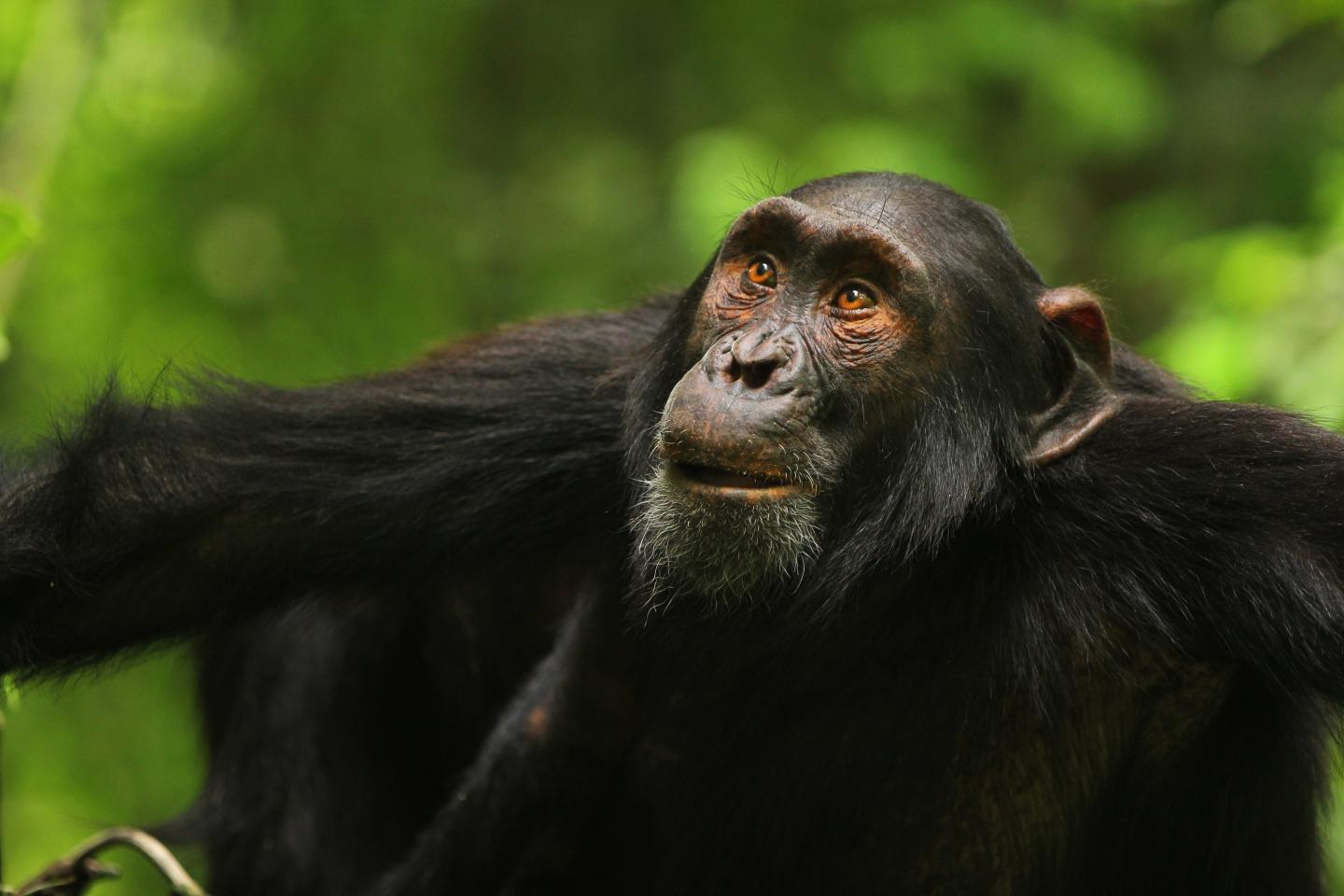 Chimps and Bonobos Had a Fling [IMAGE] | EurekAlert! Science News Releases