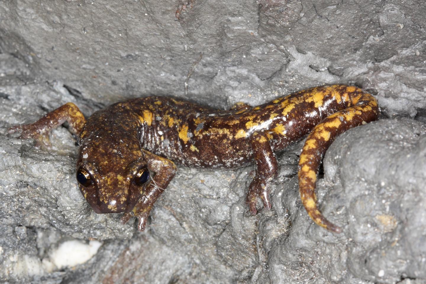 Asian Fungus Threatens World's [IMAGE] | EurekAlert! Science News Releases