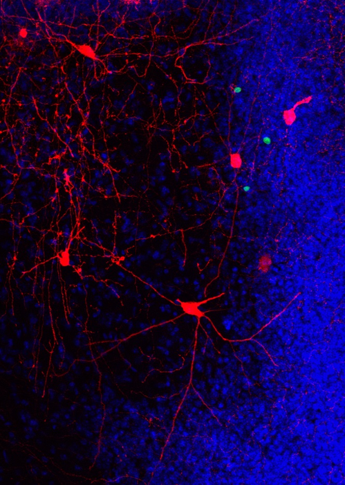 Network of the neurons [IMAGE] | EurekAlert! Science News Releases