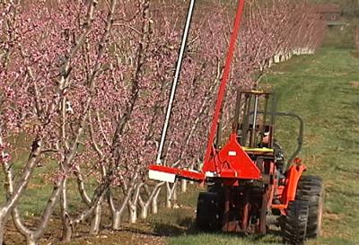 Peach Orchards [IMAGE] | EurekAlert! Science News Releases