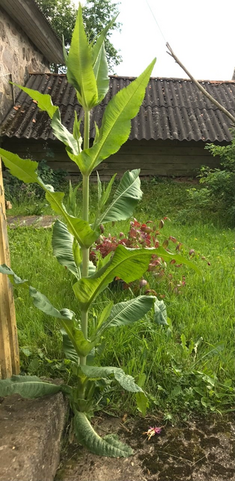 photo 4 (Merike Vaher TalTech) [IMAGE] | EurekAlert! Science News Releases