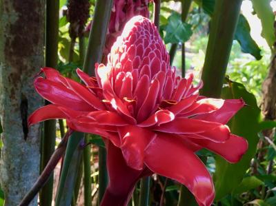 Zingiber flower [IMAGE] | EurekAlert! Science News Releases