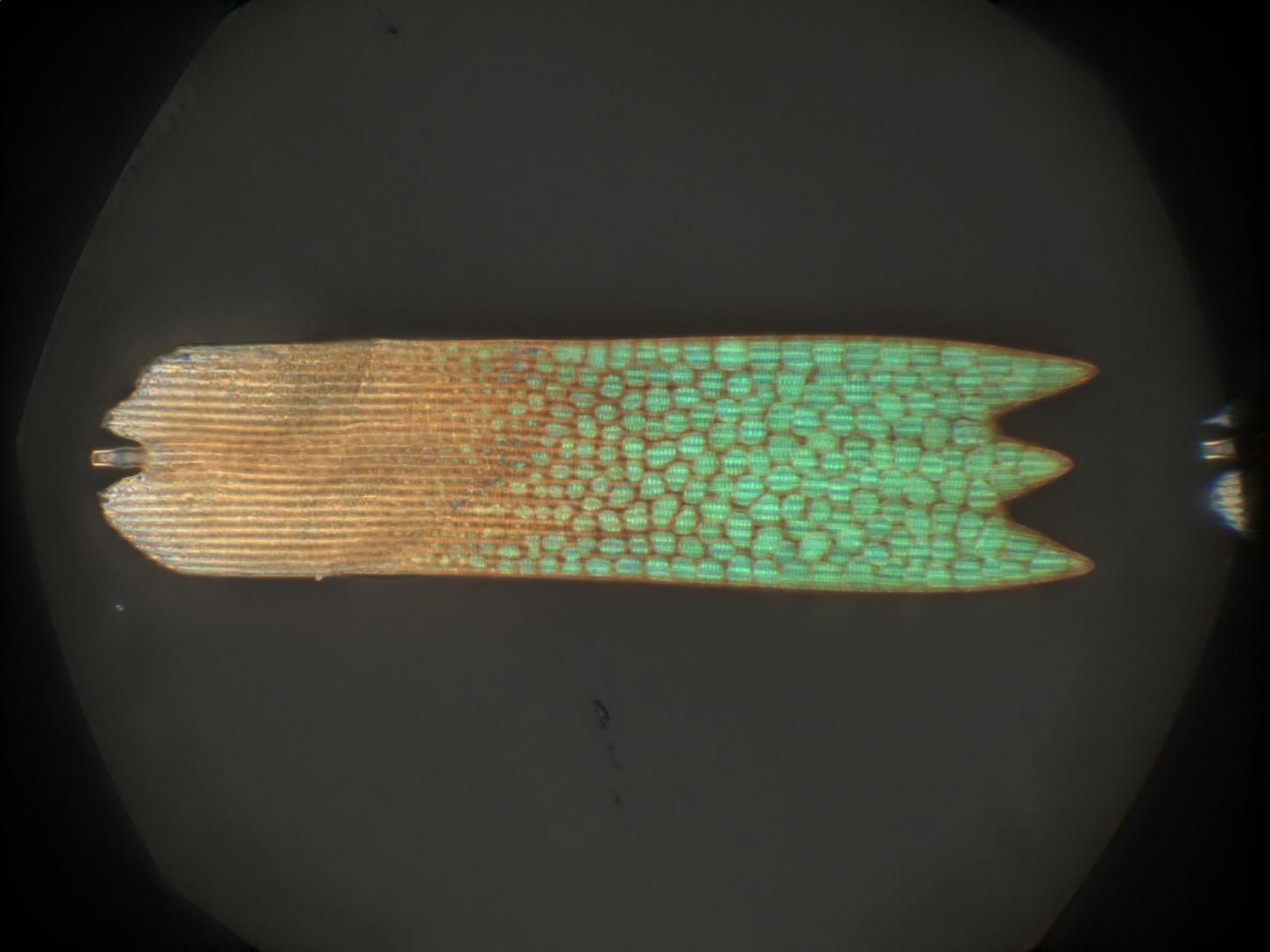 A Close-Up View Shows How Butterflies' Wings | EurekAlert!