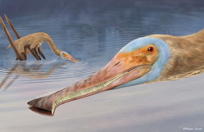 New pterosaur species with hundreds of tiny h | EurekAlert!