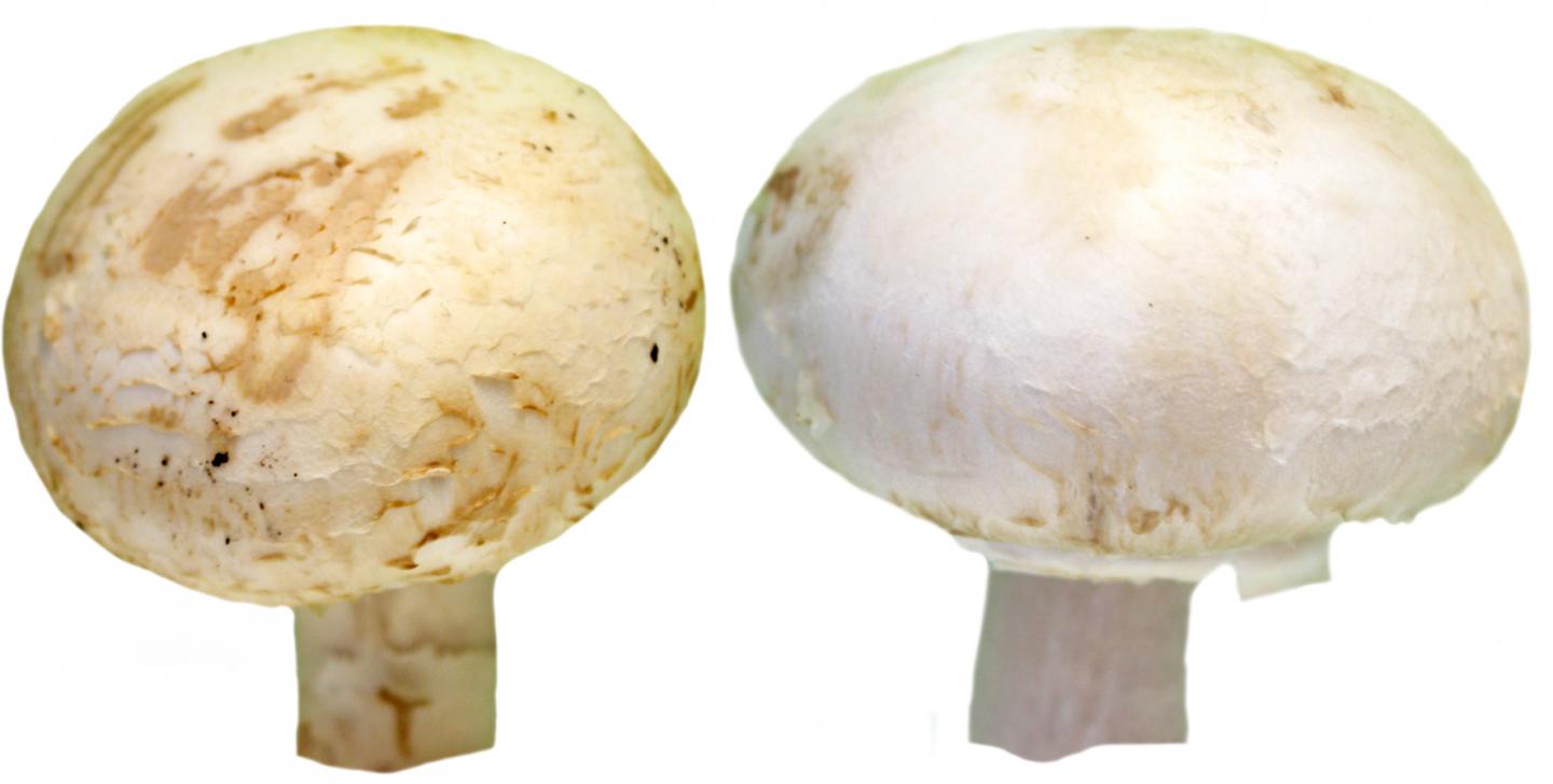 辅助细菌如何帮助保护了白蘑菇 | EurekAlert!