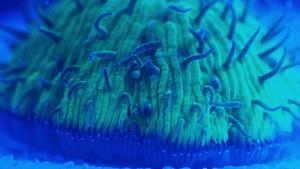 Walking coral: Complex photota [VIDEO] | EurekAlert! Science News Releases