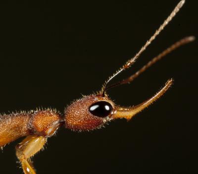 A Tale of 2 Ant Genomes (4 of 6) | EurekAlert!