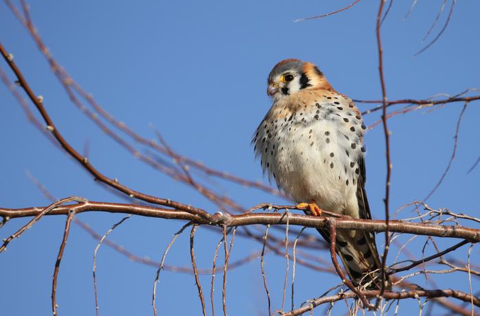 American Kestrel. [IMAGE] | EurekAlert! Science News Releases