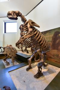 Shaking up the sloth family tree | EurekAlert!