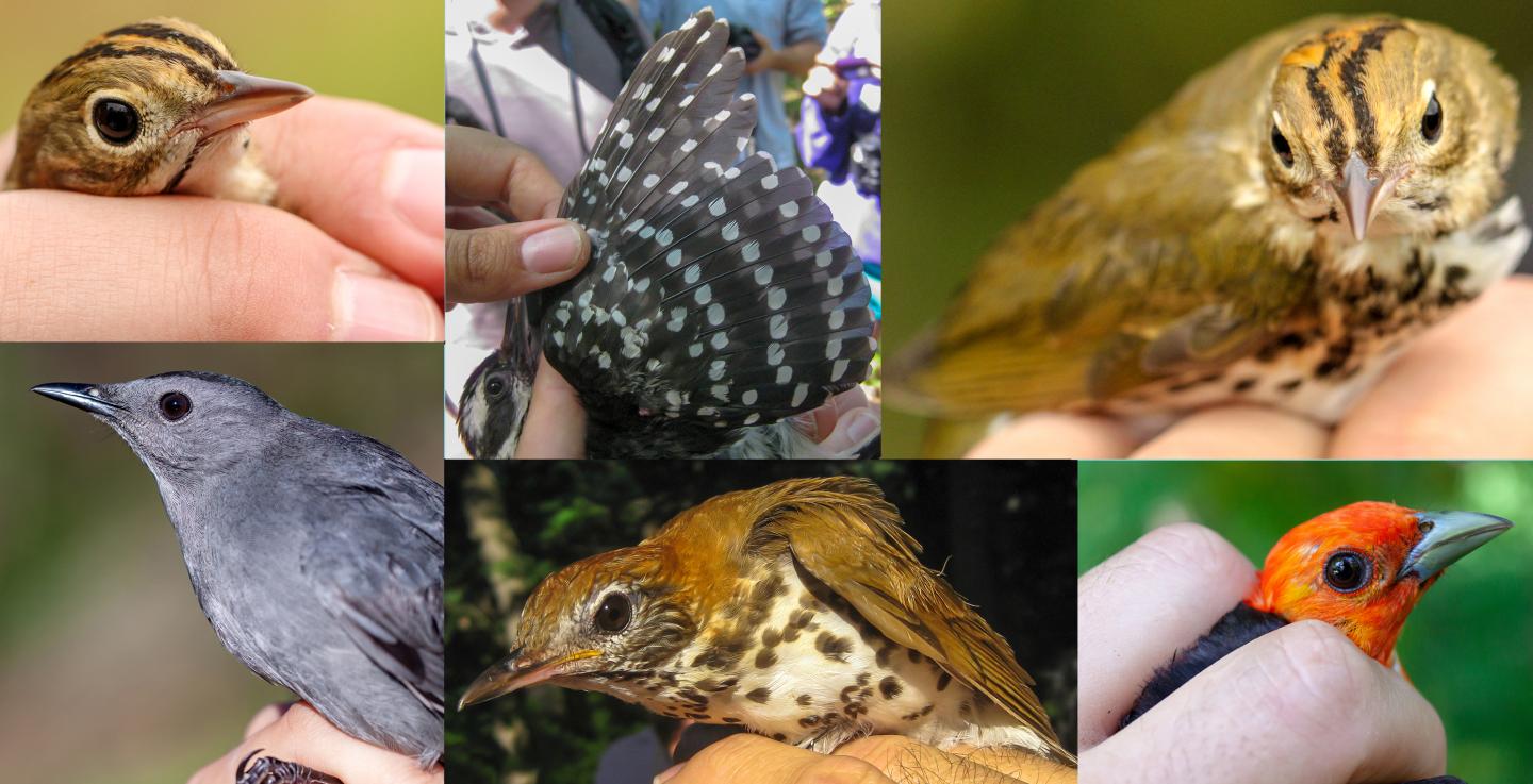 Six birds [IMAGE] | EurekAlert! Science News Releases