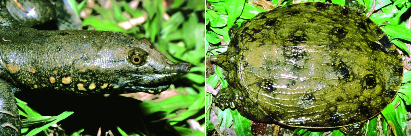 Newly discovered turtle species is facing ext | EurekAlert!