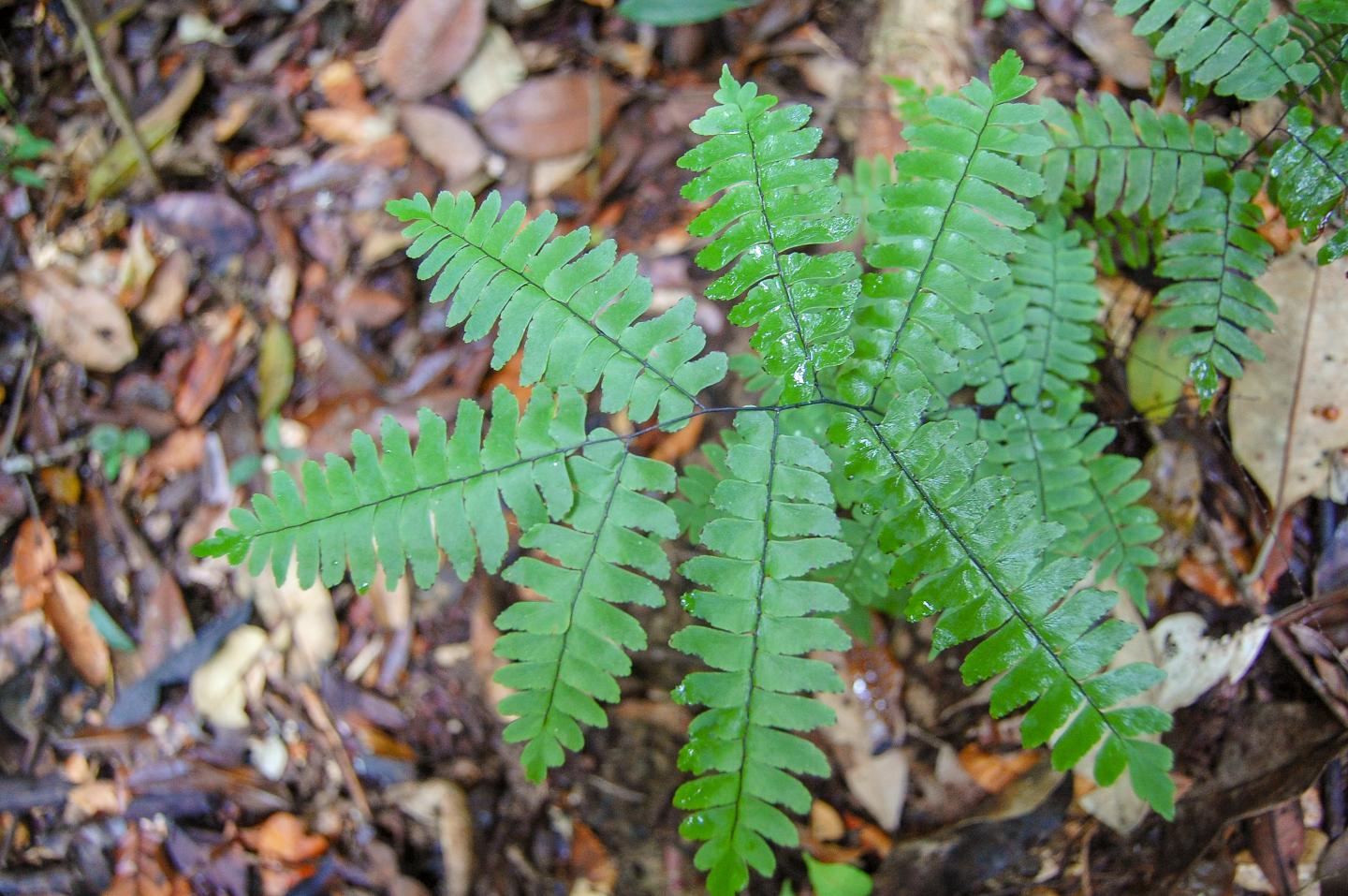 Different Fern Species [IMAGE] | EurekAlert! Science News Releases