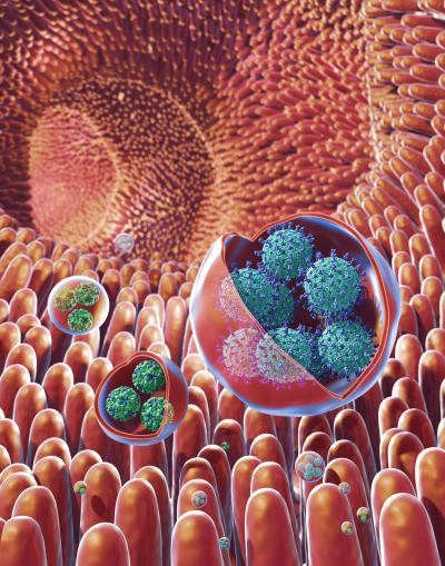 NIH researchers discover highly infectious ve | EurekAlert!