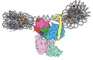 PRC2-nucleosomes [IMAGE] | EurekAlert! Science News Releases