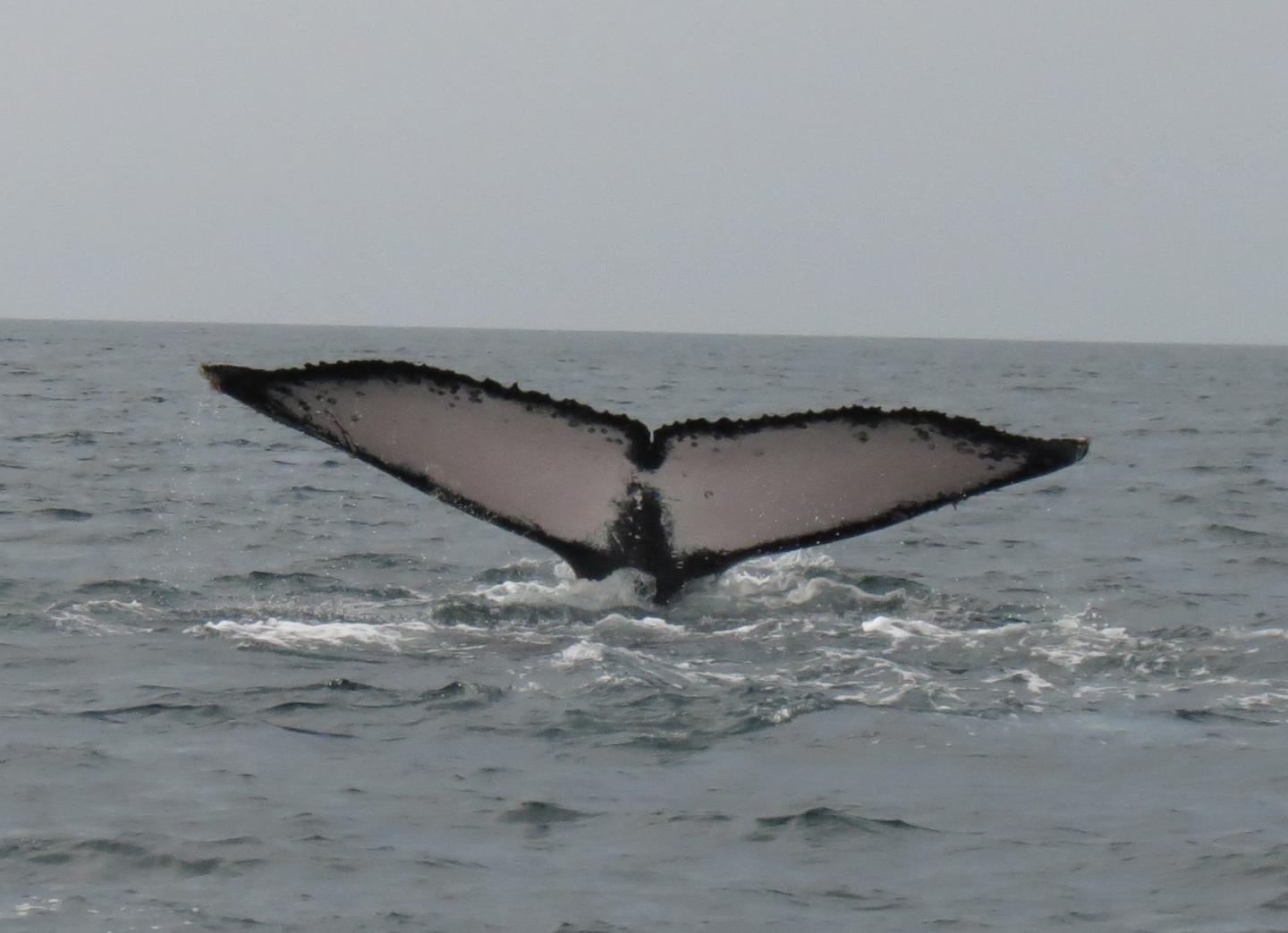 Humpback Tail [IMAGE] | EurekAlert! Science News Releases