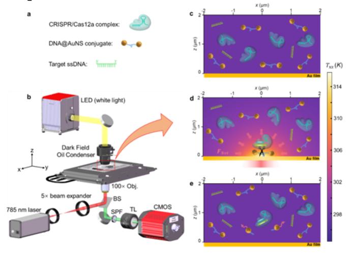 CRONT: Empowering optical tweezers with "biom | EurekAlert!