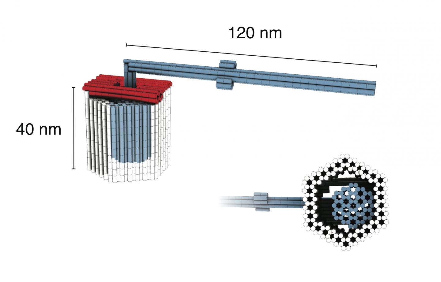 Nanoscale Rotor Made from DNA [IMAGE] | EurekAlert! Science News Releases