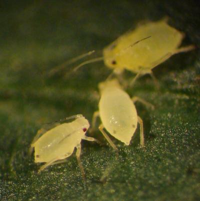 Soybean Aphid [IMAGE] | EurekAlert! Science News Releases