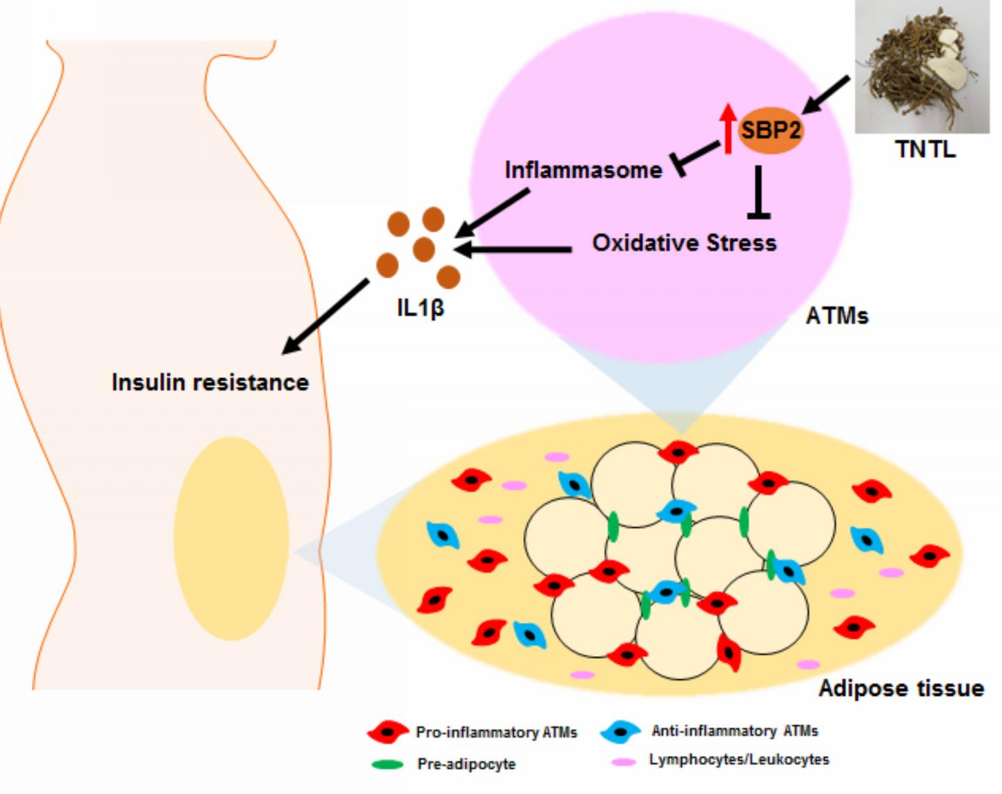 A Potential New Target for Restoring Insulin' | EurekAlert!