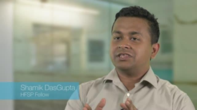 The Circuit that Influences Decision-making | EurekAlert!