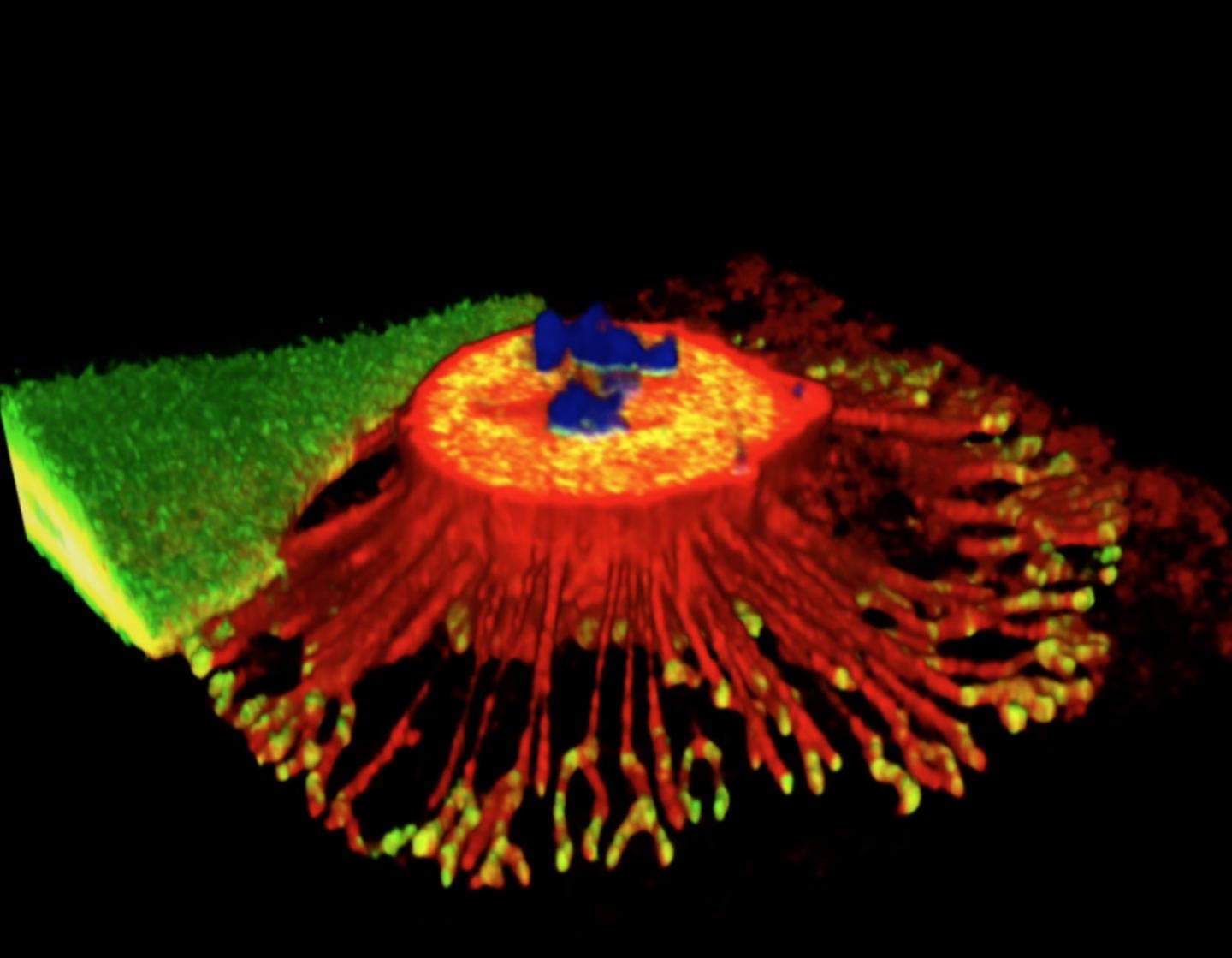 Cell Division IMAGE EurekAlert Science News Releases