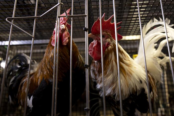 Brown line-Smyth line roosters [IMAGE] | EurekAlert! Science News Releases