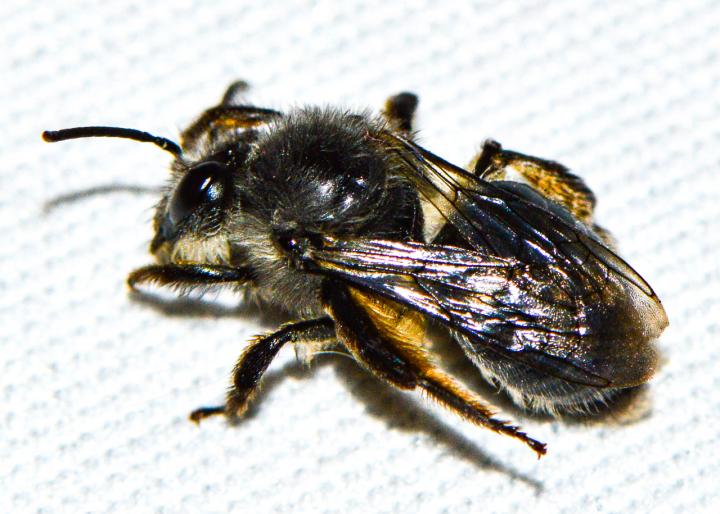 Plasterer bee [IMAGE] | EurekAlert! Science News Releases