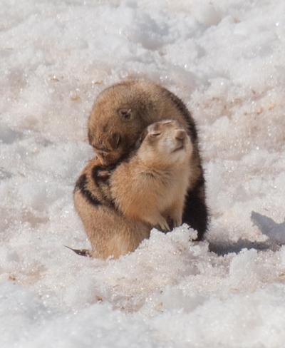 Prairie Dogs Do Dispersal Differently (8 of 1 | EurekAlert!
