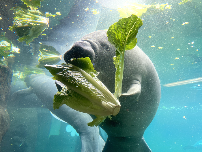 Manatee [IMAGE] | EurekAlert! Science News Releases