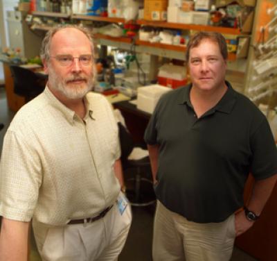 Andrew Mellor, Medical College [IMAGE] | EurekAlert! Science News Releases